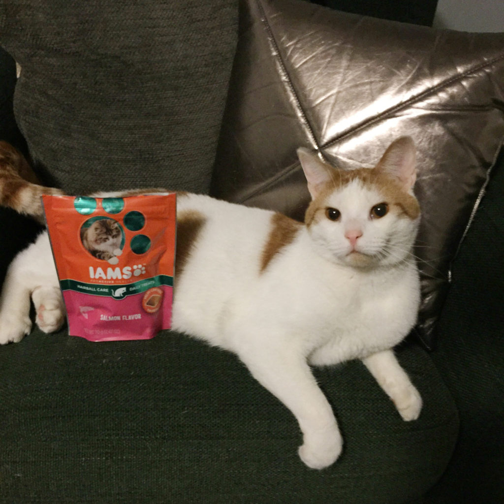 Cat Adoptiversary Basket Tutorial - The Pretty Plus